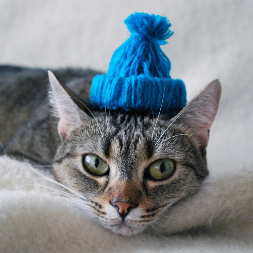 Safari Cat - Cute Cats in Hats