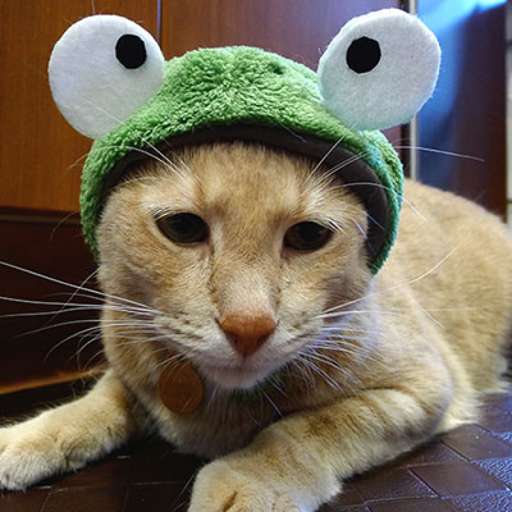 Elephant Cat - Cute Cats in Hats