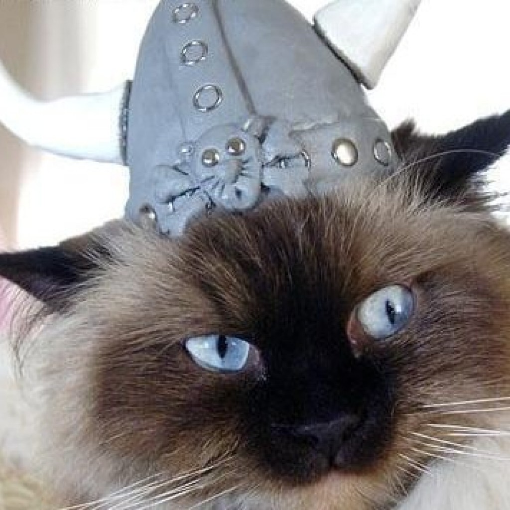 Willy Wonka Cat - Cute Cats in Hats