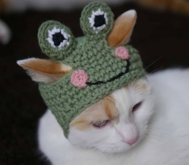 Frog Hat Cat - Cute Cats in Hats